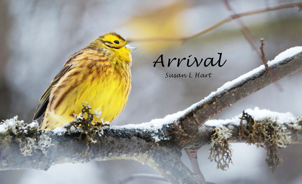 Arrival | Susan L Hart / Author